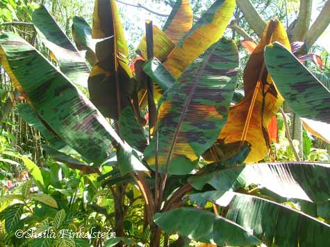 new rainbow colored leaves of a reborn Blood Banana tree at the ...