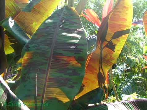 new rainbow colored leaves of a reborn Blood Banana tree at the ...