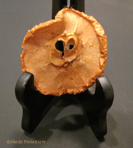 Dried apple and turnip respresent transformation and longevity in life ...