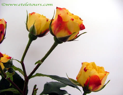 miniature yellow roses tipped in red - photography and writing used to ...